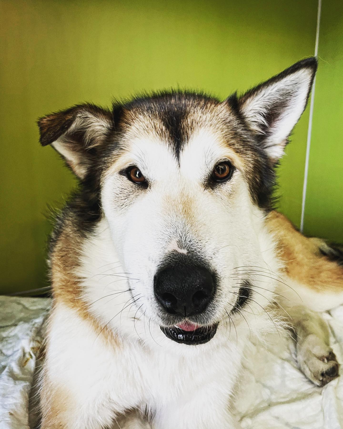 Huggormbitt - Valdres Veterinærsenter